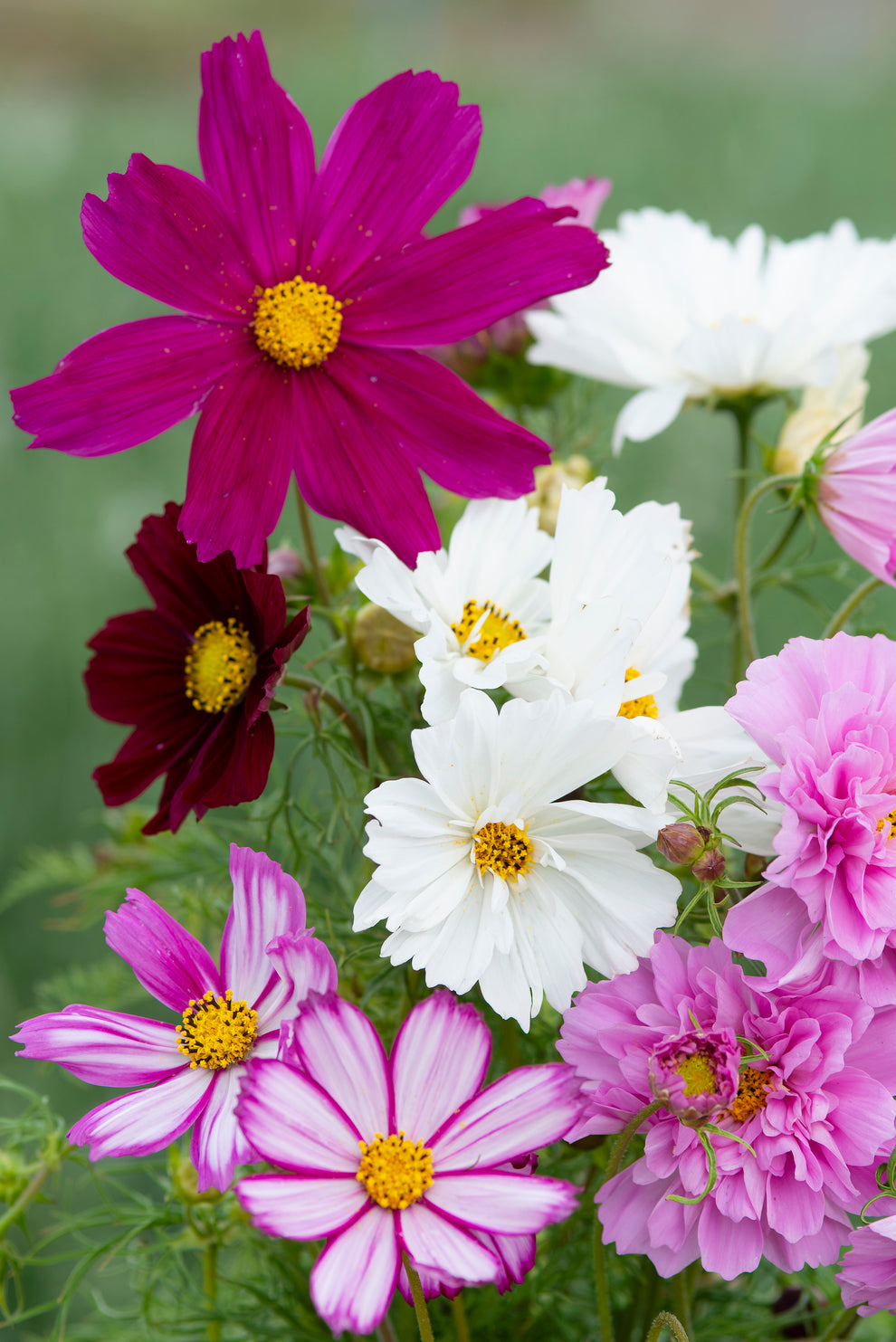 Cosmea choice mix – Droogbloemen Kwekerij